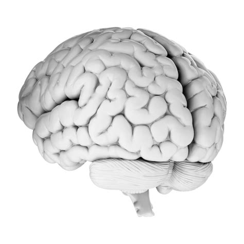 뇌 Png 이미지 Freepik에서 무료 다운로드
