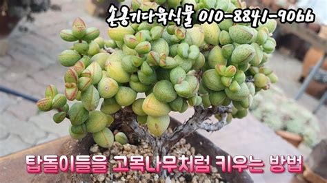 탑돌이들을 고목처럼 나무처럼 만들수 있는 방법 손옹기다육식물 방울복랑 다육홀릭 Youtube