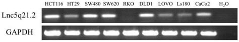 Long Noncoding Rna Primer Pair For Detecting Expression Level Of Long Noncoding Rna In Cell