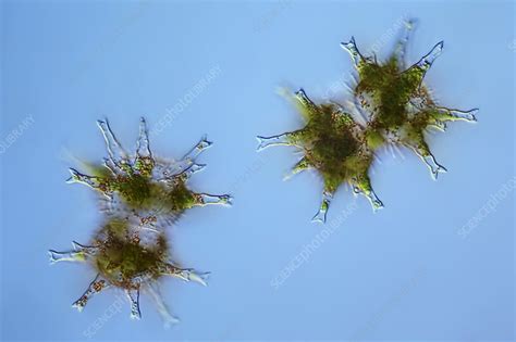 Green Algae Light Micrograph Stock Image C0222640 Science Photo