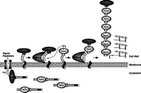 Model For Sortase Mediated Pilus Polymerization In C Diphtheriae