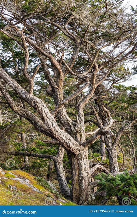 Curvy Bark Wood Texture Of Coniferous Hybrid Tree Of Chinese Juniper Juniperus Chinensis And