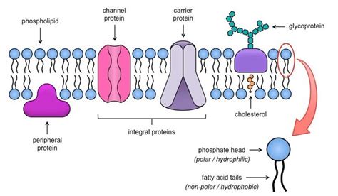 Diagram Of Fluid Mosaic Model Of Plasma Membrane Membrane Pl