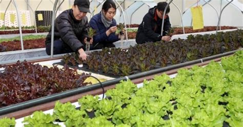 물고기 배출 유기물로 채소 키운다아쿠아포닉스 농법 눈길