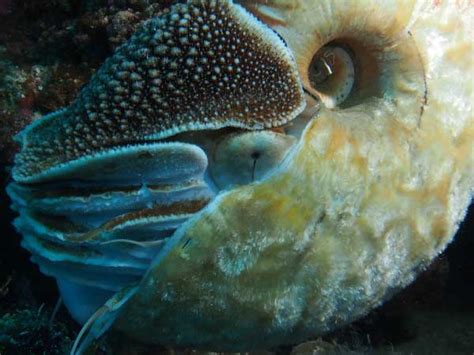 Rare Species Of Nautilus Spotted After 30 Years