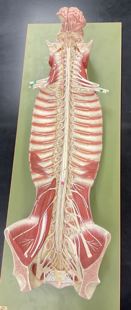 Biol 252l Lab 1 Model 3 Diagram Quizlet