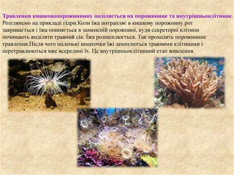 Презентація Тип Кишковопорожнинні