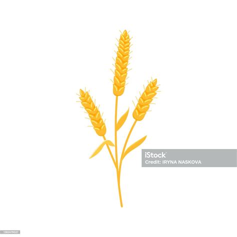 흰색 배경에 고립 된 곡물 아이콘과 밀 스파이크 밀에 대한 스톡 벡터 아트 및 기타 이미지 밀 식물 줄기 0명 Istock