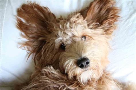 Goldendoodle Ear Infection 3 Common Problems And Treatments Veterinarian Weighs In