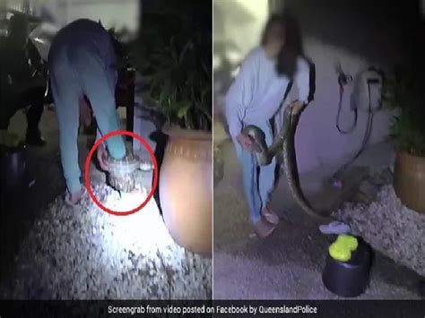 10 Feet Python Wrapped By Womans Feet In Australia Police Saved