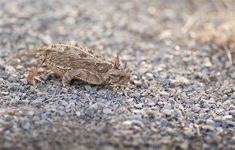 Horny Toad Facts And Beyond Biology Dictionary