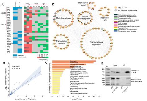 Defining Proximity Proteome Of Histone Modifications By Antibody Mediated Protein A APEX