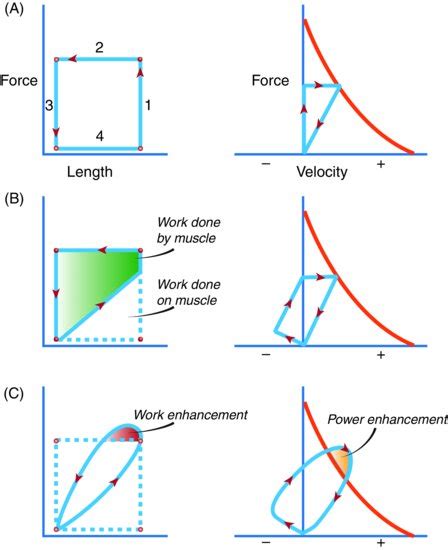 Locomotor Muscles Are Used Cyclically During Steady State Locomotion