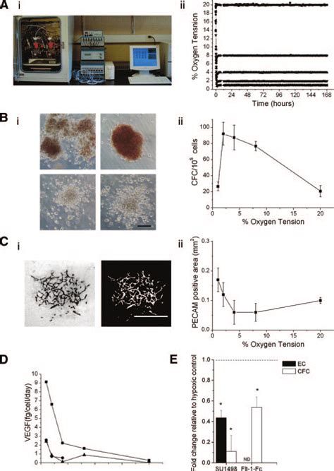 Hematopoietic Progenitor Cell Hpc Production Endothelial Cell Ec