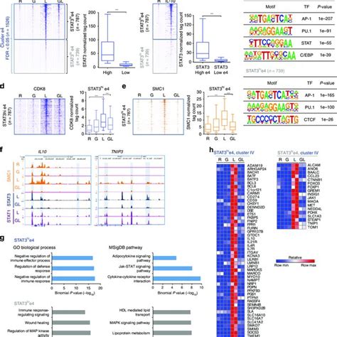 Tf Expression And Binding Motif Enrichment In Distinct Enhancer