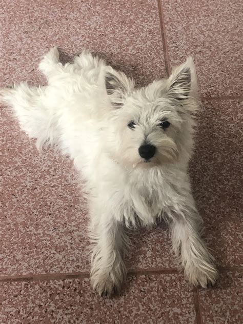 Loopi At 6 1 2 Months Right Before Her Grooming Scrolller