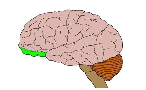 Orbitofrontal Cortex In Green Where Is The Orbitofrontal Cortex The