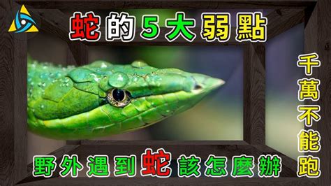 蛇的5大弱點，在野外遇到蛇該怎麼辦千萬不能跑，後果很嚴重 Youtube