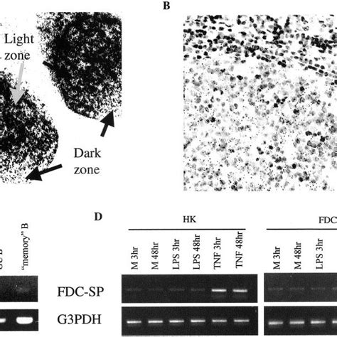 Fdc Sp Sequence And Chromosomal Location A Sequence Alignment Of Download Scientific Diagram