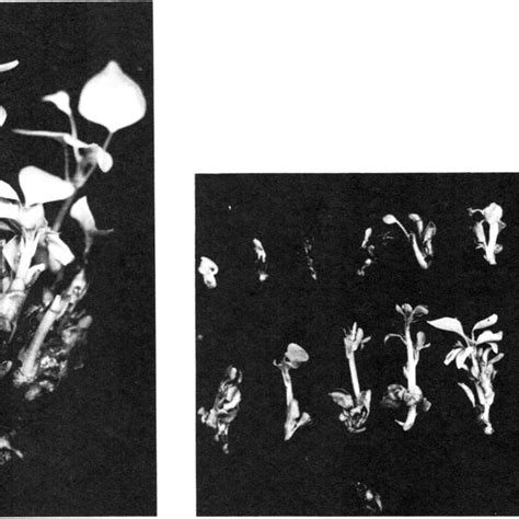 Axillary Proliferation On Wpm Shoots Prior To Left And After Right