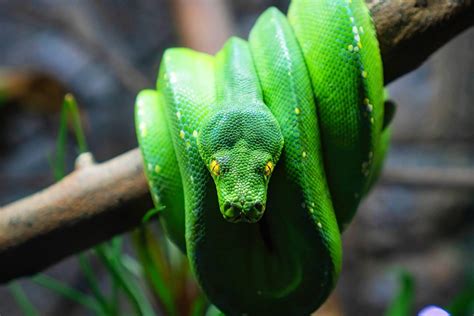 30 Fascynujących Ciekawostek O Pytonach Zwierzaki Nad Potokiem
