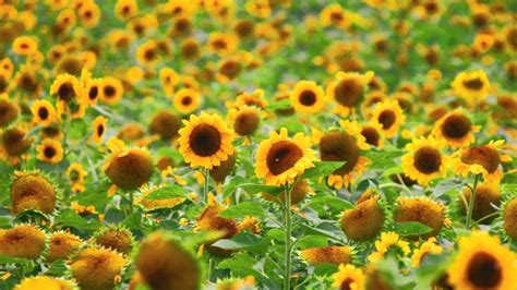 요양원에 들어가기 전날 밤 한 어머니가 아들에게 적은 편지입니다 측은 한 마음에 옮겨왔습니다