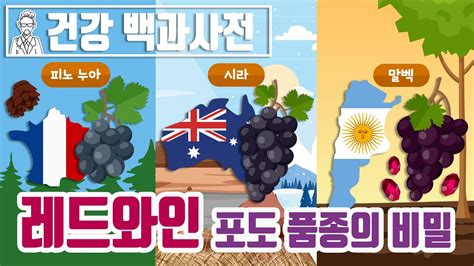 와인시리즈 Ep4 피노 누아 시라 말벡 등 레드와인을 만드는 포도 품종의 비밀을 살펴보자 Youtube