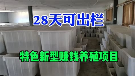 28天出栏，15平方就能养，1斤100多，年收30万，要赚钱的看看 Youtube