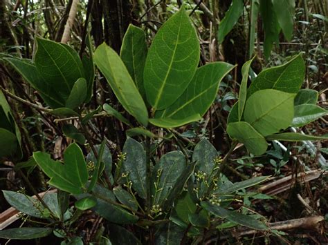Daphniphyllum Daphniphyllaceae