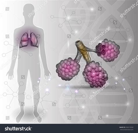 Alveoli Anatomy Oxygen Carbon Dioxide Exchange Stock Vector Royalty