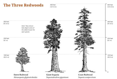 Difference Between Redwood And Sequoia National Parks At Megan Lewis Blog