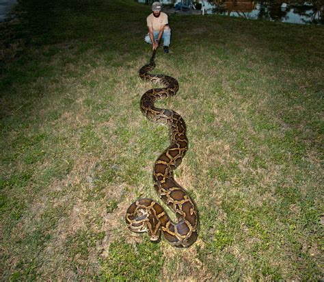 18 Foot Python Captured In Florida Everglades Time