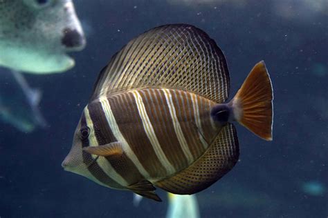 ヒレナガハギ 美ら海生き物図鑑 沖縄美ら海水族館 沖縄の美ら海を次の世代へ