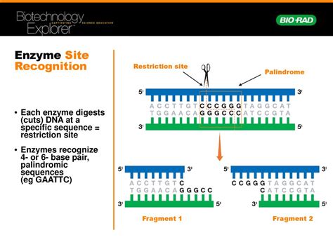 forensic dna fingerprinting using restriction enzymes ppt download