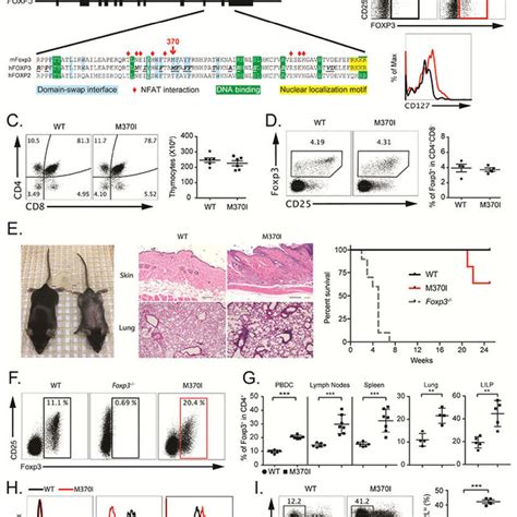 M370i Mutant Mice Recapitulate The Phenotype Of The Ipex Patient A