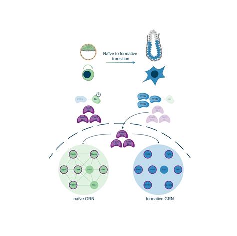 Foxo Transcription Factors Actuate The Formative Pluripotency Specific
