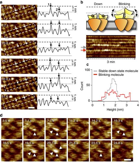 MloK1 Dynamically Changes Protrusion Height During HS AFM Imaging A