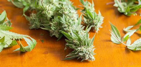 The Best Methods Of Trimming Cannabis