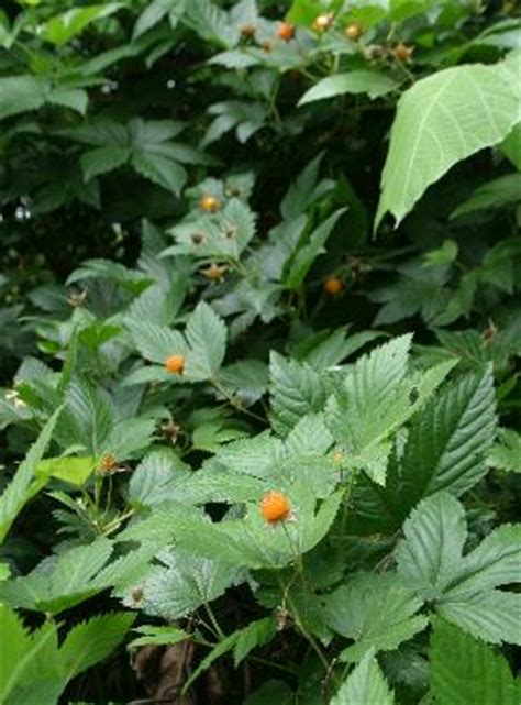 四季の山野草カジイチゴ