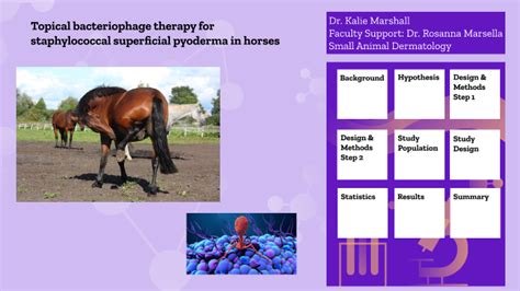 Topical Bacteriophage Therapy For Staphylococcal Superficial Pyoderma