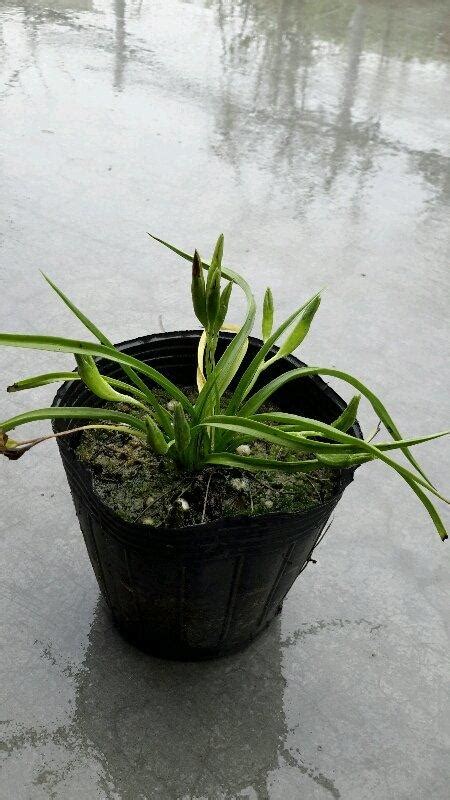 慕花坊植物園 小金梅草小仙茅 民間草藥 露天市集 全台最大的網路購物市集