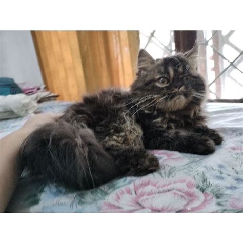 Jual Kucing Persia Shopee Indonesia