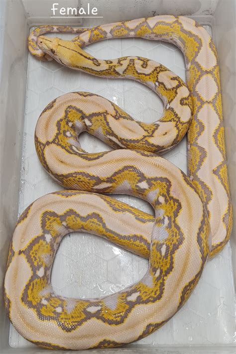 Orange Glow Reticulated Python By Flawless Scales Morphmarket