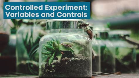 Controls And Variables Conducting A Controlled Experiment Independent