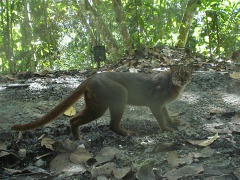 Felines Of The World