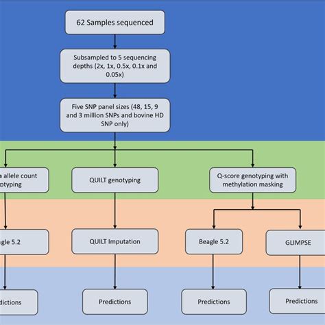 Flowchart Of The Genotyping And Imputation Methods Used To Generate