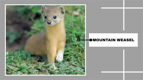 17 Types Of Weasels Species Identification With Pictures