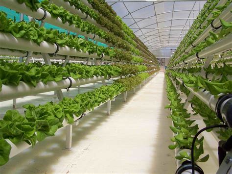 Whats The Big Deal About Hydroponics Hydroponics Blog Hydroponics Articles Hydroponics