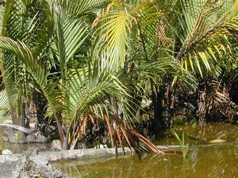 Todo Sobre La Nypa Fruticans Cuidados Y Características
