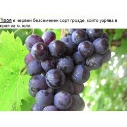 Разсадник Деметра - луковици, цветя, декоративни храсти, овощни и ...